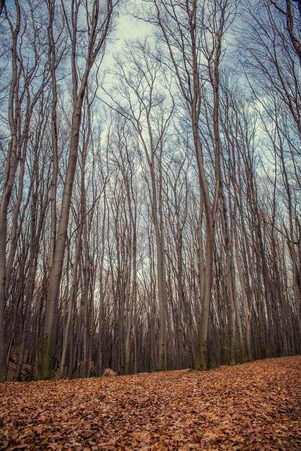 Beech forest in Ukraine stock photo. Image of area, national - 92597396