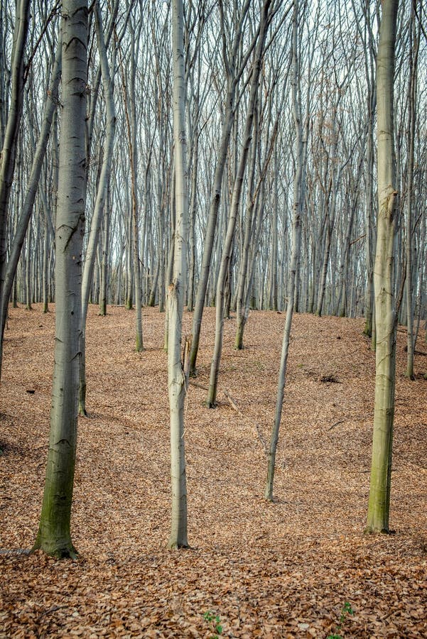 Beech forest in Ukraine stock image. Image of europe - 92601431