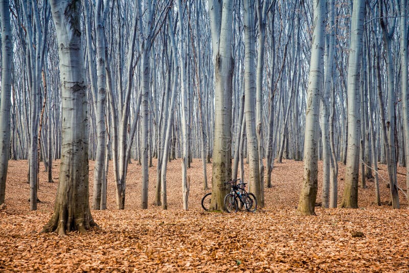 Beech forest in Ukraine stock image. Image of natural - 92601461