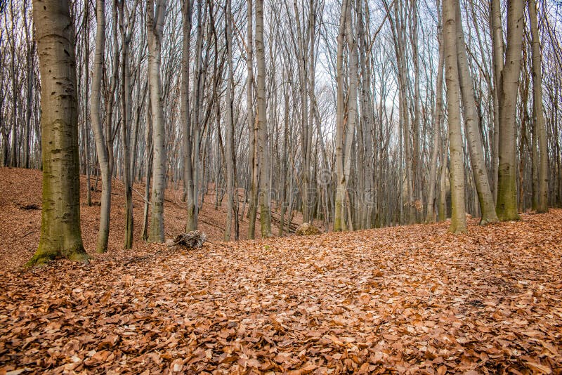 Beech forest in Ukraine stock photo. Image of outdoors - 92601512
