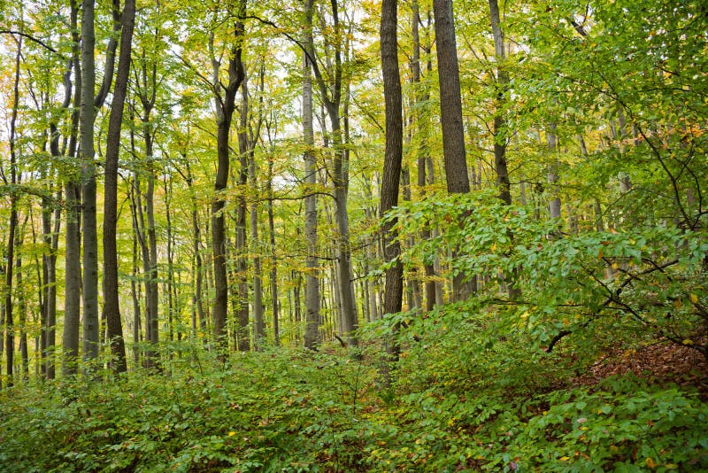 Sunlit Untouched Beech Forest Stock Image - Image of bright, outdoors ...