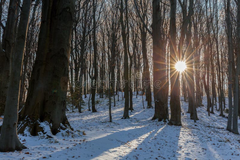 Beech Forest in Winter with Casting Beautiful Sun Rays of Light through ...