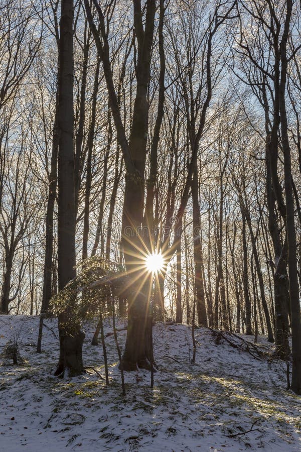 Beech Forest in Winter with Casting Beautiful Sun Rays of Light through ...