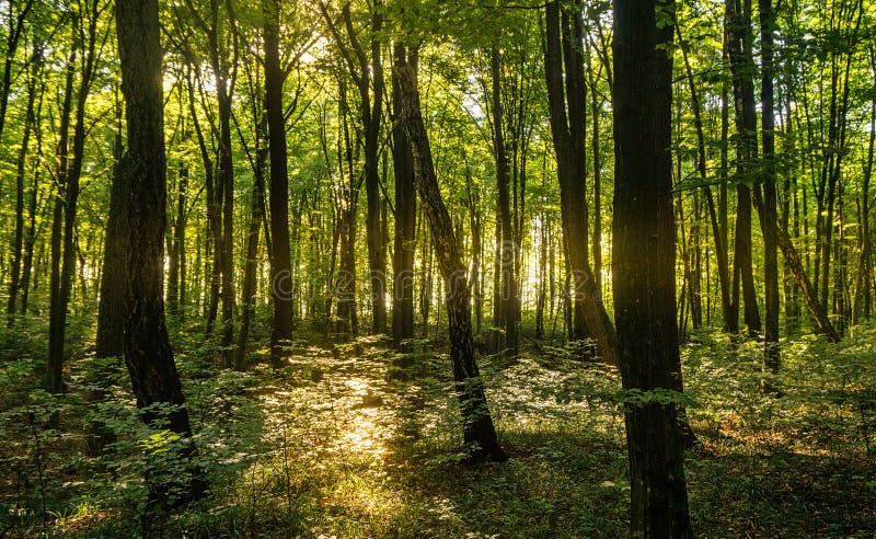 Beech ForestBeech Forest. Main Forest-forming Species of European ...