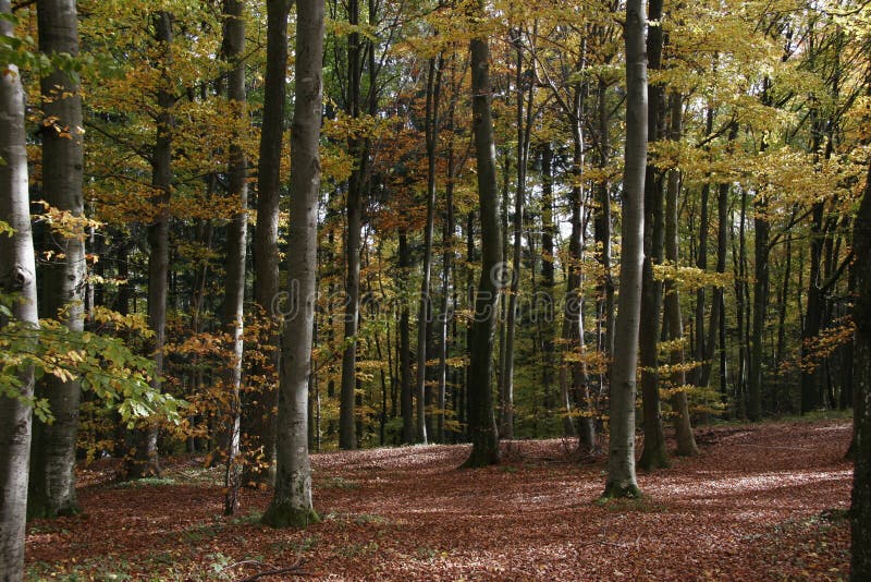 Beech Forests in Autumn stock photo. Image of switzerland - 12586072