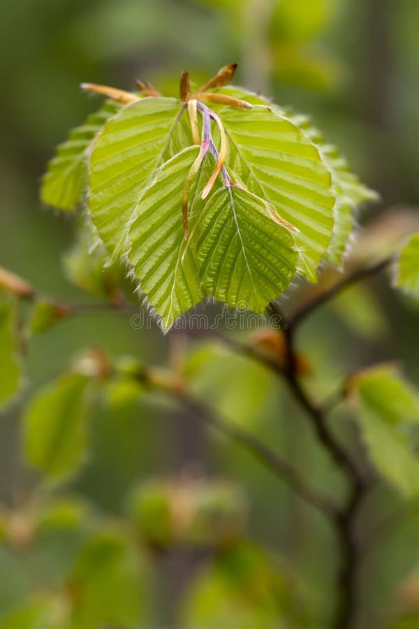 Beech fresh leaf stock image. Image of abstract, early - 14140777