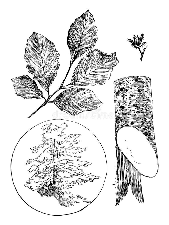 Beech Fruit and Leaves Vintage Illustration Stock Vector - Illustration ...