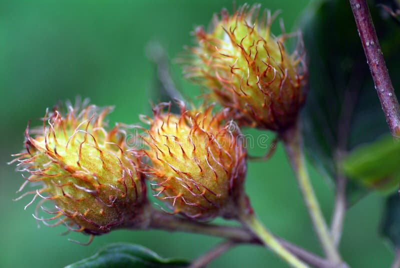 Beech Fruits (Fagus Sylvatica) on a Branch Stock Photo - Image of fagus ...