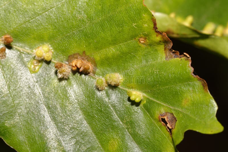 Beech Gall Midge stock photo. Image of plant, landscape - 197259764