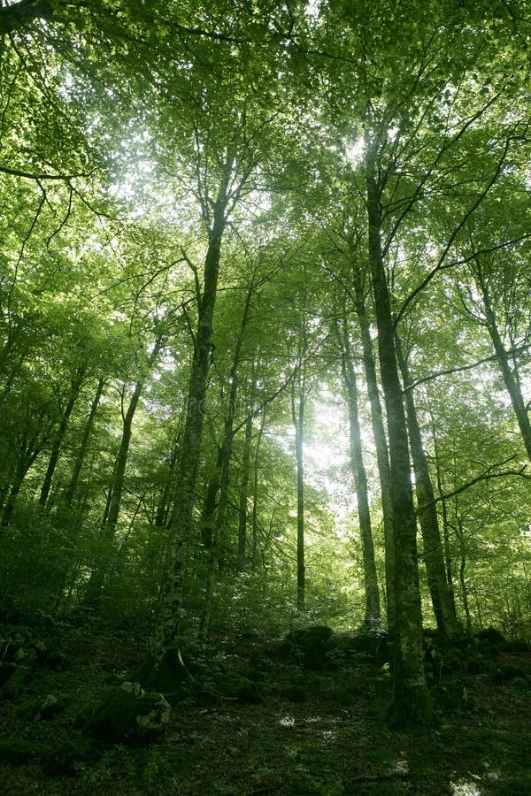 Enchanted forest stock photo. Image of leaves, rays, inspiration - 3602182