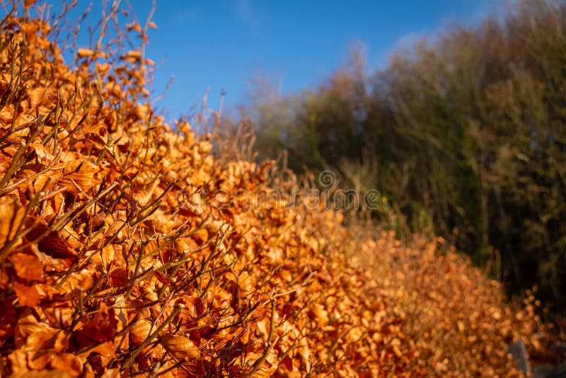 Beech Hedge in Golden Fall or Autumn Colours Stock Photo - Image of ...