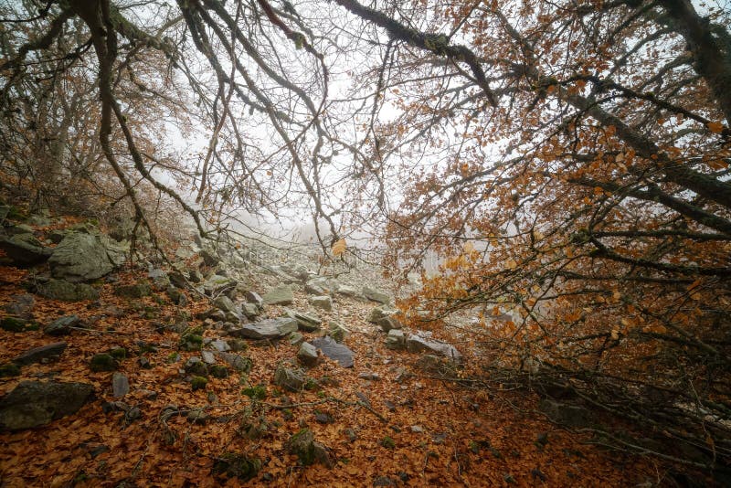 Beech Landscape with Branches, Stones, Rocks and Trees in Magical Ways ...