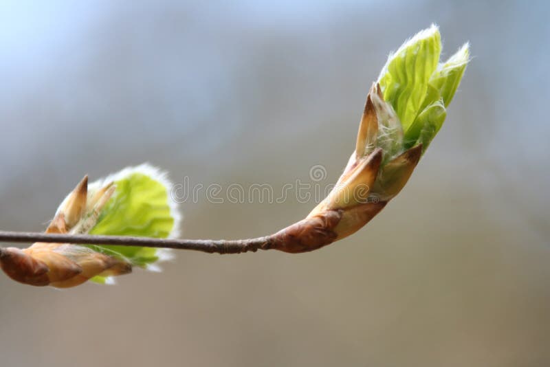 Beech Leaf Buds Spring 2017 Stock Photo - Image of forrest, beginning ...