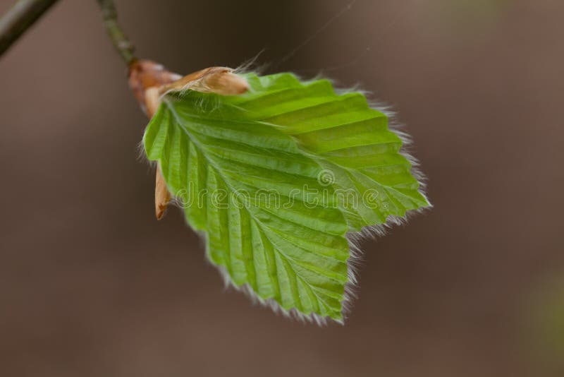 Beech leaf - close up stock image. Image of tree, macro - 25049889