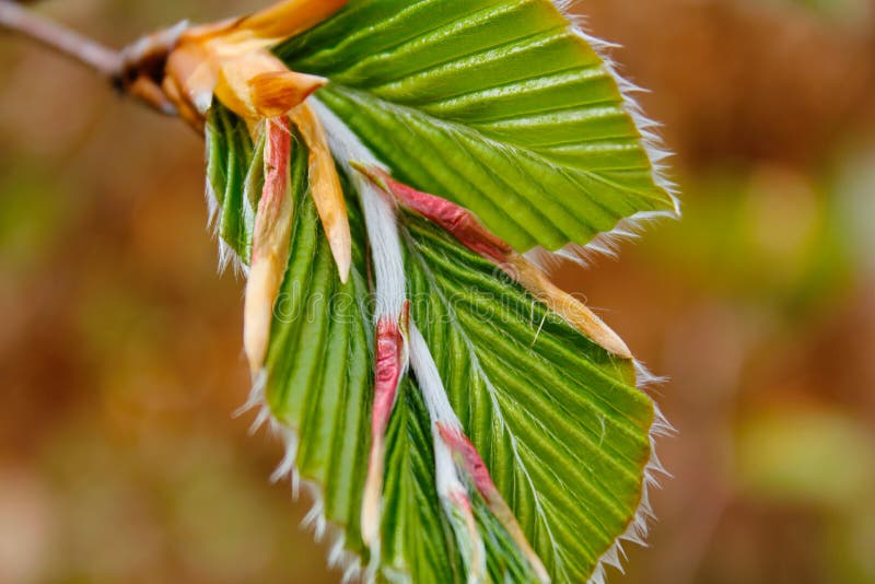Beech leaf stock image. Image of nature, closeup, sunlight - 53581865