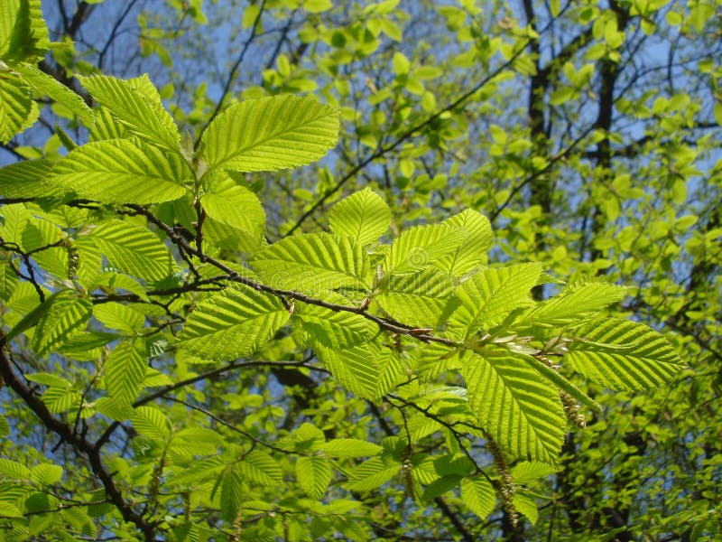 Beech leafy twig in spring stock photo. Image of spring - 69116272