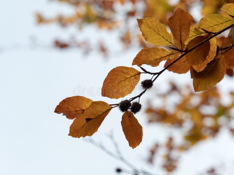 Beech Leaves and Beech Mast in Autumn. Stock Photo - Image of tree ...