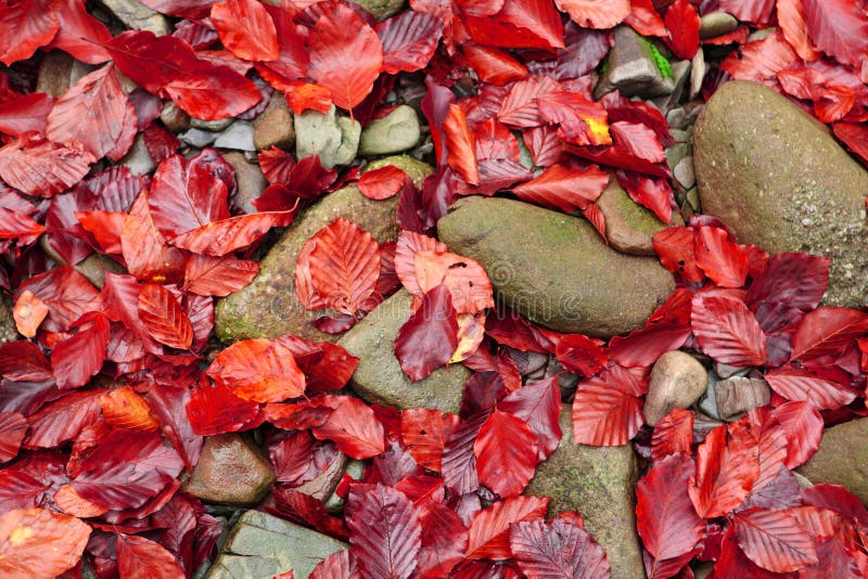Beech Leaves on an Annual Stone Stock Image - Image of leaf, forest ...