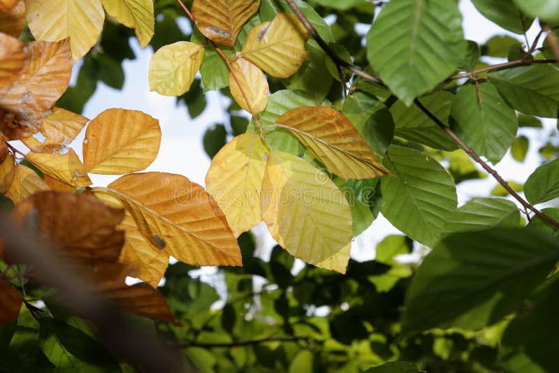 Beech Leaves in Autumn stock image. Image of branch, dicotyledons ...
