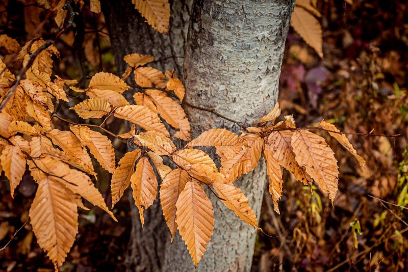 Beech Leaves stock image. Image of tree, dirt, divided - 45598281