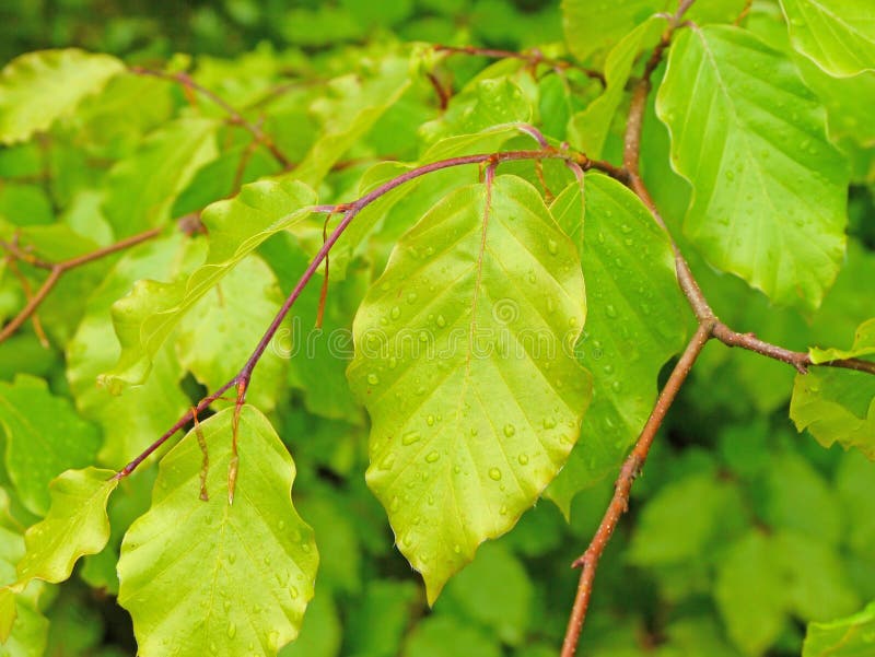 Beech leaves stock photo. Image of detail, background - 47230692