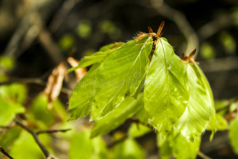 Beech with leaves. stock photo. Image of organic, botanical - 112177894