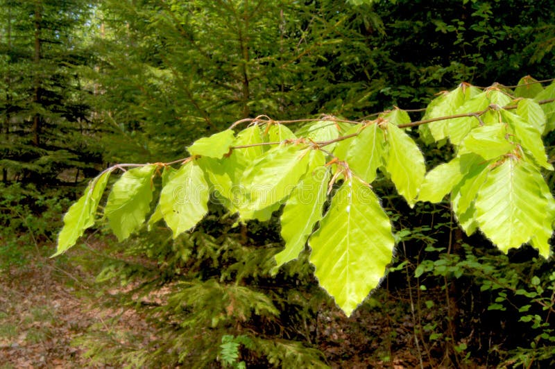 Beech Leaves (Fagus Sylvatica) on a Wild Groing Beech Tree Stock Image ...