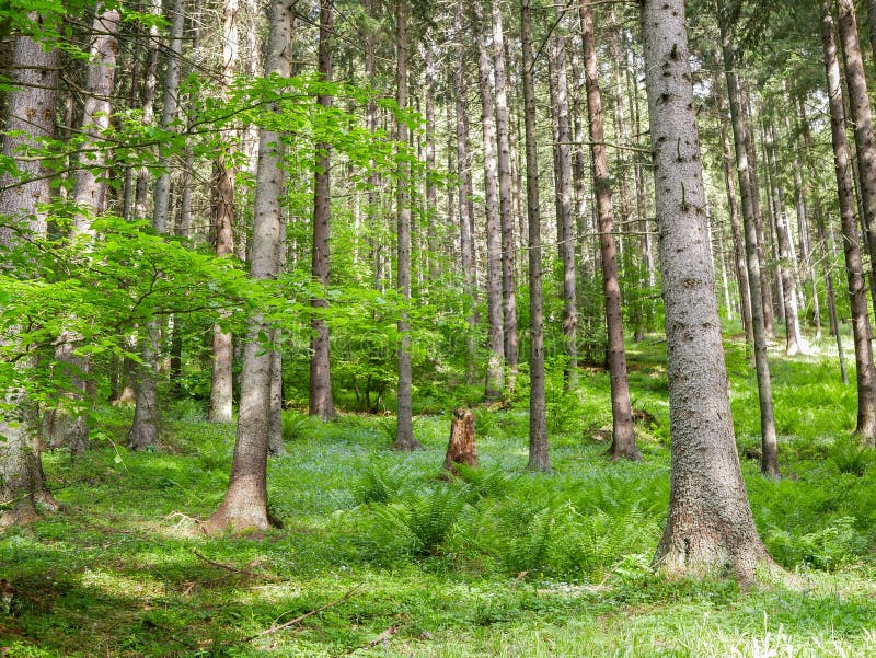 Beech Leaves on Focus in the Pine Forest Stock Image - Image of pine ...