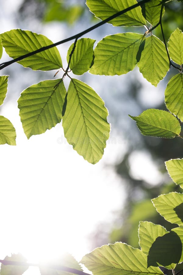 Beech leaves stock photo. Image of conceptual, nature - 40703120
