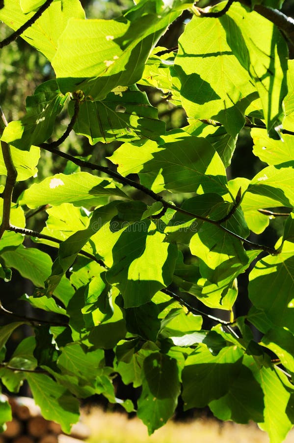 Beech Fagion Sylvaticae Leaves in Autumn Colors on Natural Green Mossy ...