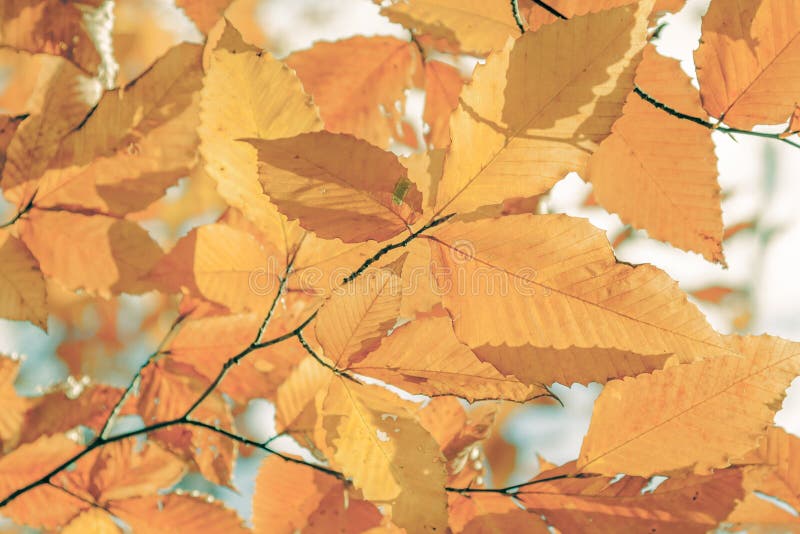 Beech Leaves stock image. Image of toned, beech, background - 105659903