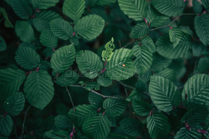 Beech Leaves Nature Texture Background, Green Continental Forest, Wild ...