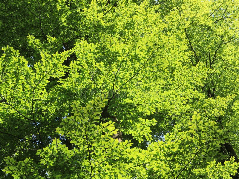 Beech stock photo. Image of foliage, summer, beech, green - 100918994