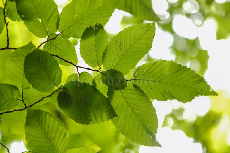 Beech leaves texture stock photo. Image of fall, closeup - 73041544