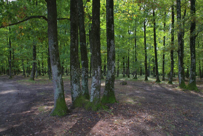 Beech leaves texture stock photo. Image of forest, branch - 73041864