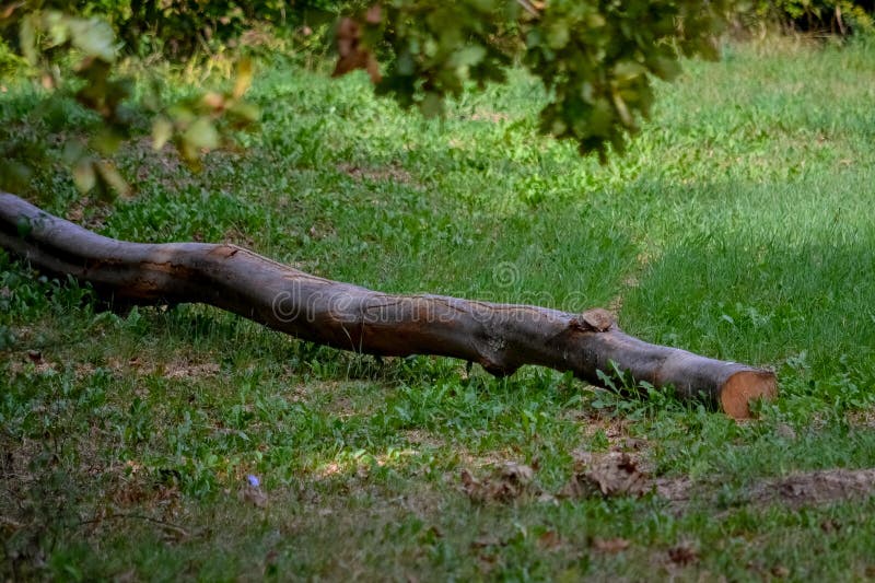 A log of a beech tree stock image. Image of trunk, plant - 335782449