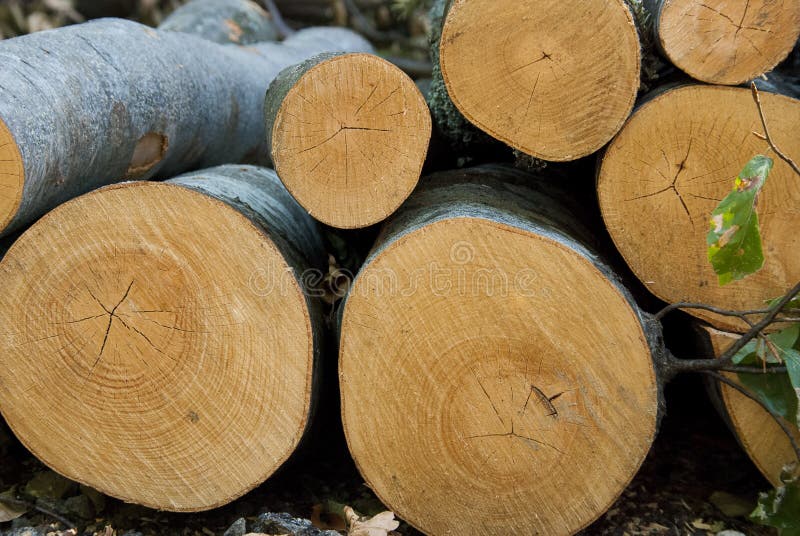 Beech logs stock image. Image of tree, nature, logs, natural - 28372183