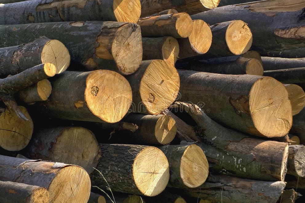 Beech logs stock photo. Image of fagus, beech, wood, logs - 5670334