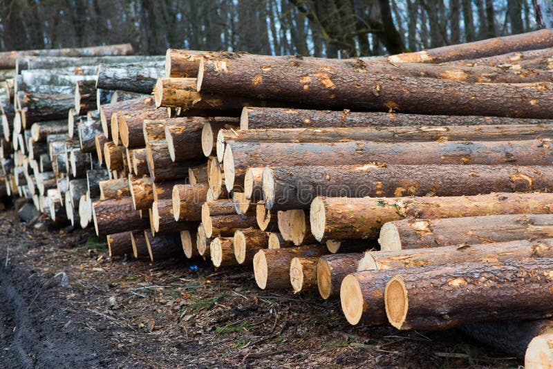 Beech Logs, National Park, Forest Lumber. Wood Material Stock Image ...