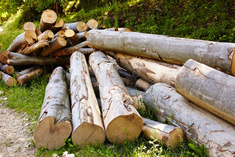 Pile of beech firewood stock photo. Image of energy, shot - 22279696