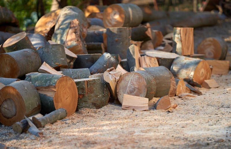 Beech logs sawed off stock photo. Image of logging, fire - 162391644