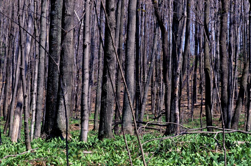 Beech Maple Forest in Spring 36752 Stock Image - Image of beech, bear ...