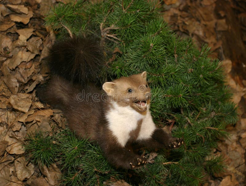 Beech Marten stock photo. Image of wildlife, wood, marten - 49557908