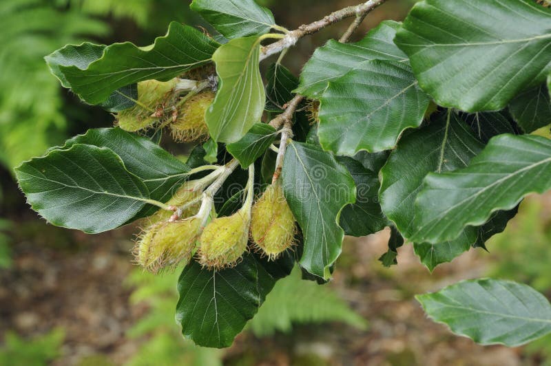 Beech Mast on Tree stock image. Image of twigs, britain - 42935431