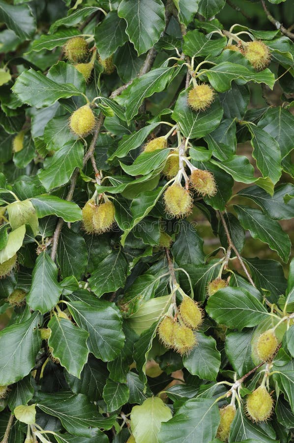 Beech Mast on Tree stock image. Image of twigs, britain - 42935431