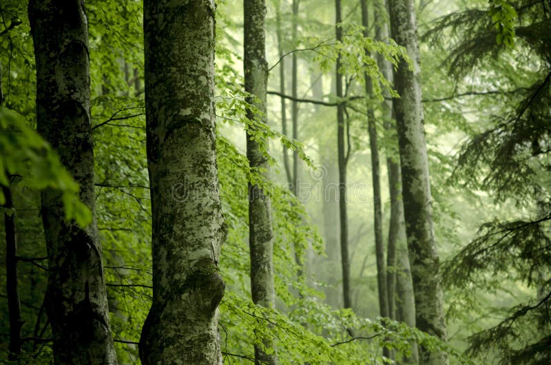 Beech Misty Forest with Big Trunks in Foreground Stock Photo - Image of ...