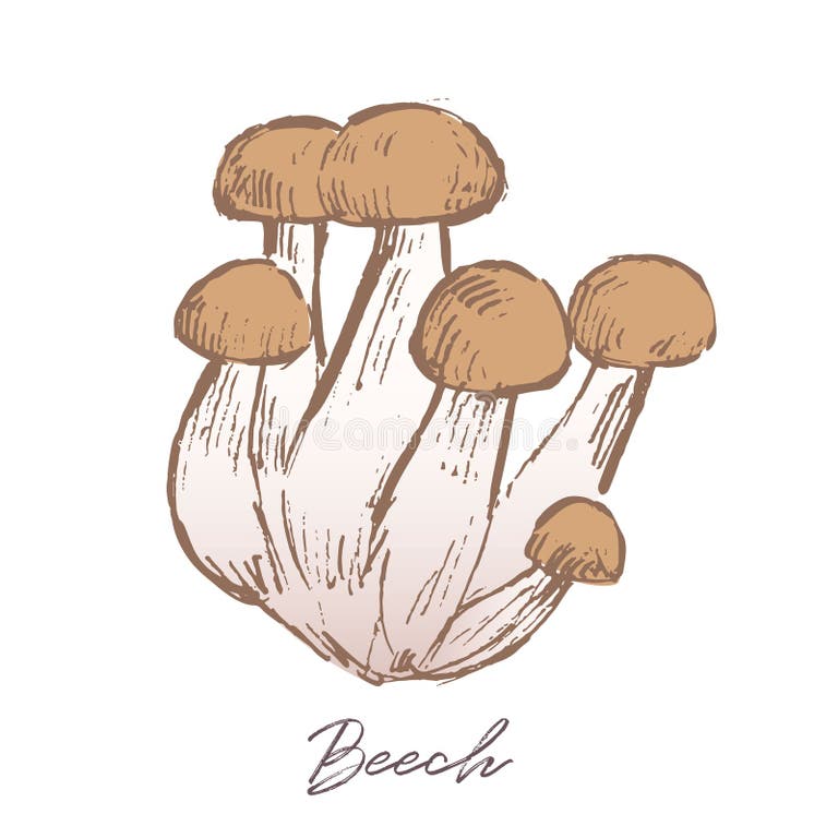 Beech Mushroom Sketch Drawing Stock Vector - Illustration of forest ...