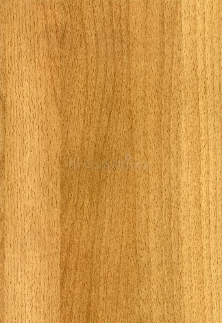 17,898 Beech Hardwood Stock Photos - Free & Royalty-Free Stock Photos ...