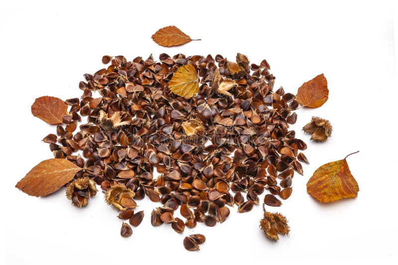Beech Nuts stock image. Image of nature, fall, shell - 24020461