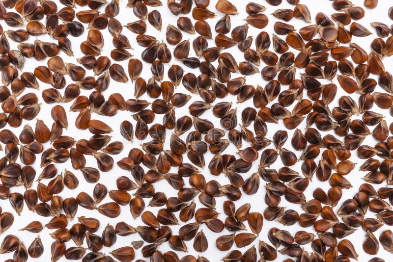 Beech nuts stock image. Image of foliage, achene, fruits - 198025291